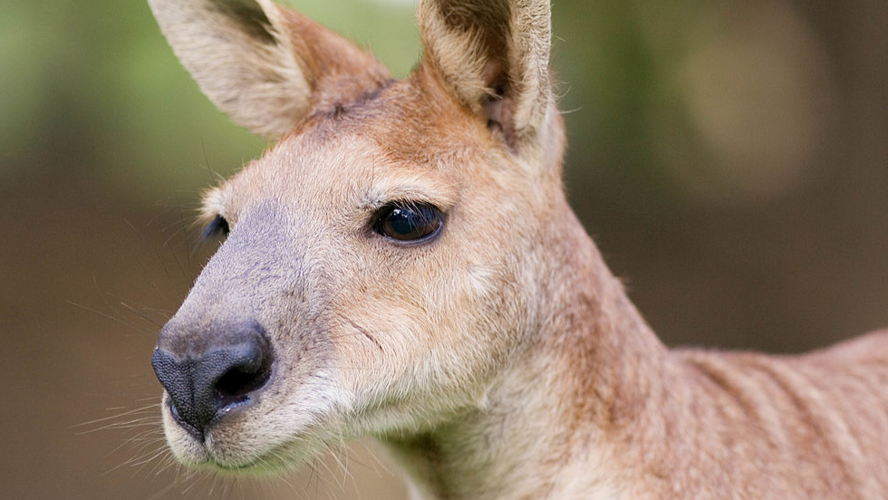 Watch: Vicious kangaroo attack injures girl, stuns family at Alabama ...