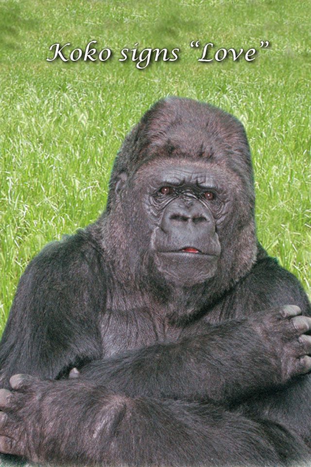 Koko, the gorilla famous for knowing sign language, dies in her sleep ...