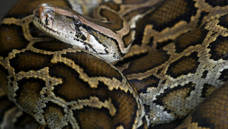 Florida man finds 4-foot python on kids' toy chest – WPXI
