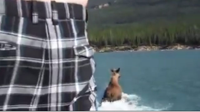 Moose-riding man caught on viral video sparks investigation – Boston 25 ...