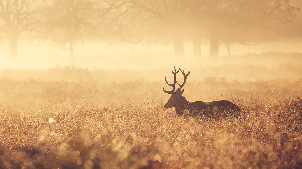 Temen propagación entre humanos de enfermedad del "venado zombie" – WSOC TV