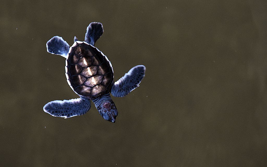 WATCH: Thousands of sea turtles rescued after Hurricane Irma, released ...
