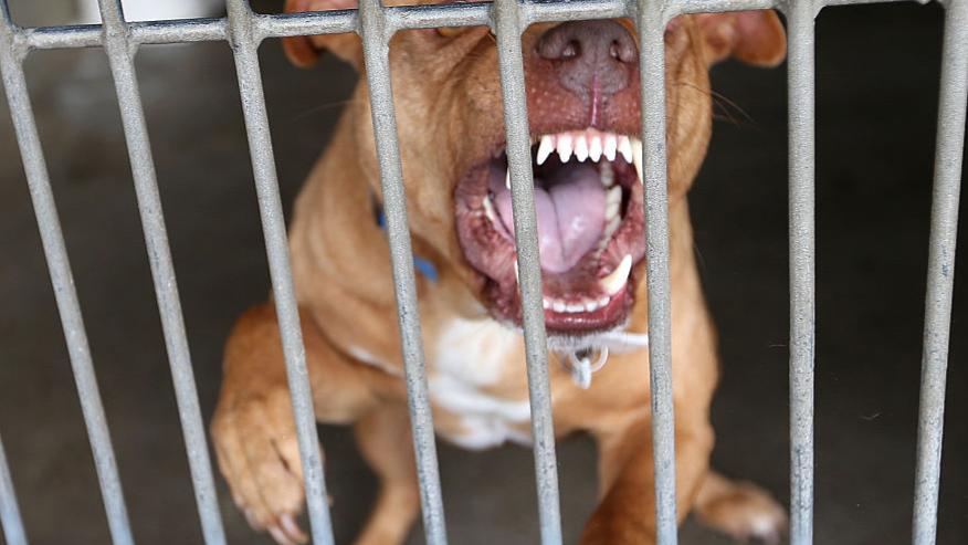 Woman dead, man hurt in ‘savage' pit bull attack – WPXI