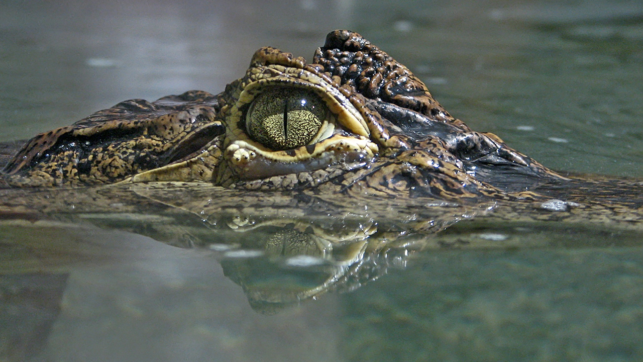 2 arrested for trying to force alligator to drink beer – WPXI