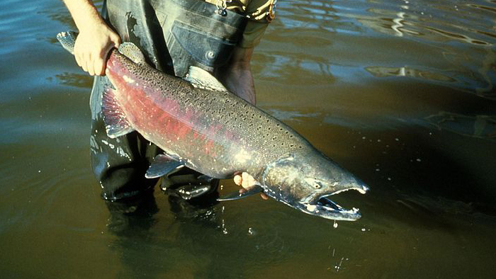 Recreational salmon fishing begins June 22