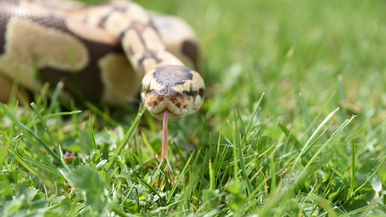Large Cannibal Python Eats Even Bigger Python Then Throws It Back Up 