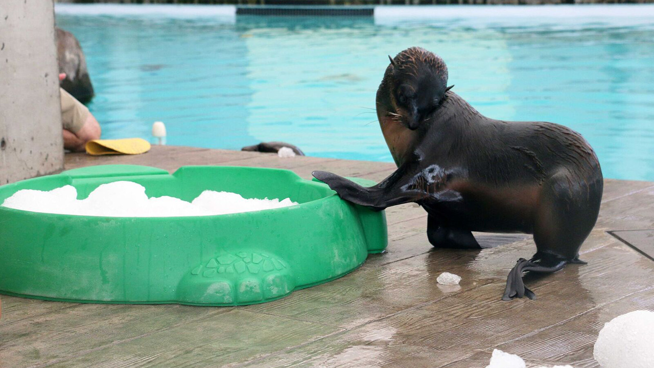 Fur seals cooling off in ice chunks at New England Aquarium – Boston 25 ...