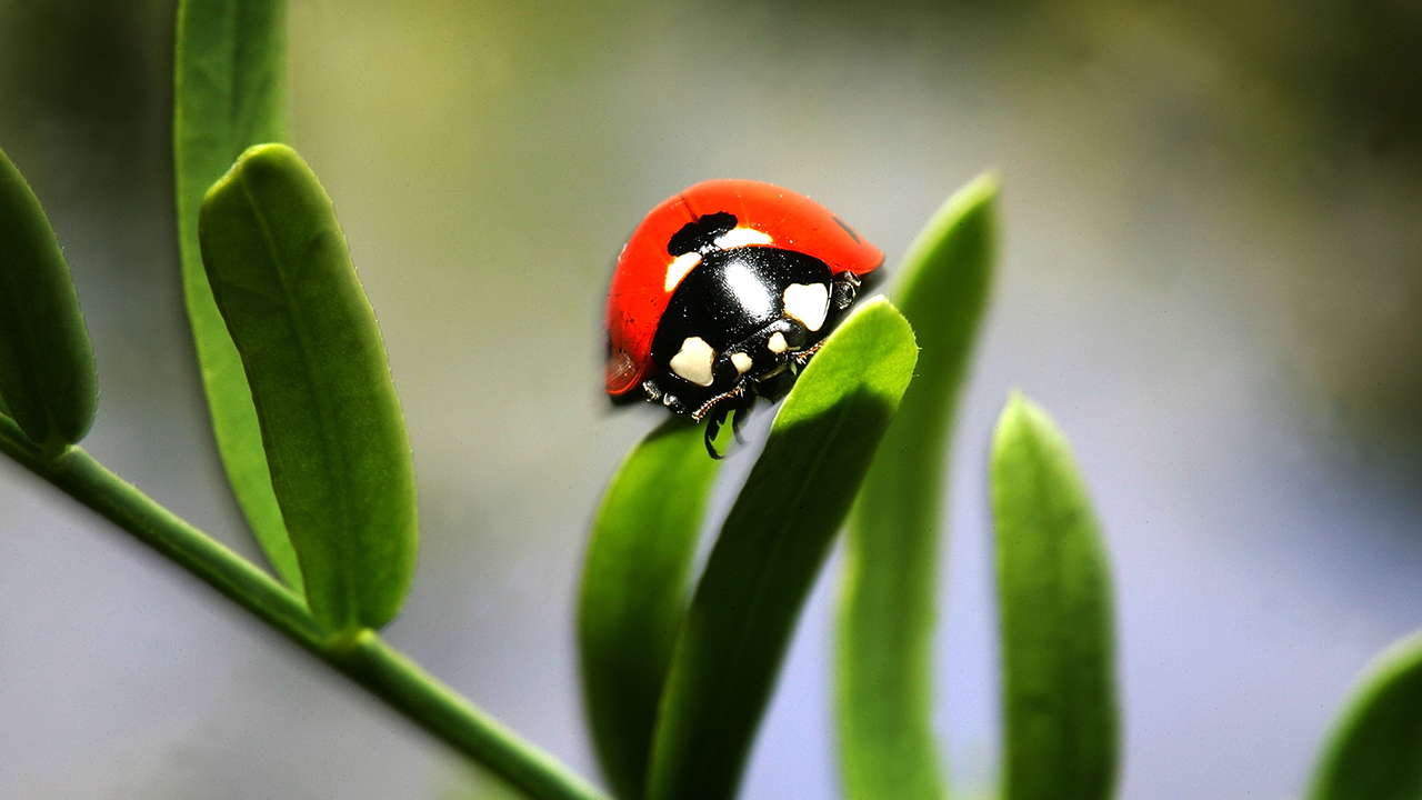 80-mile ladybug swarm caught on weather radars in California – WPXI