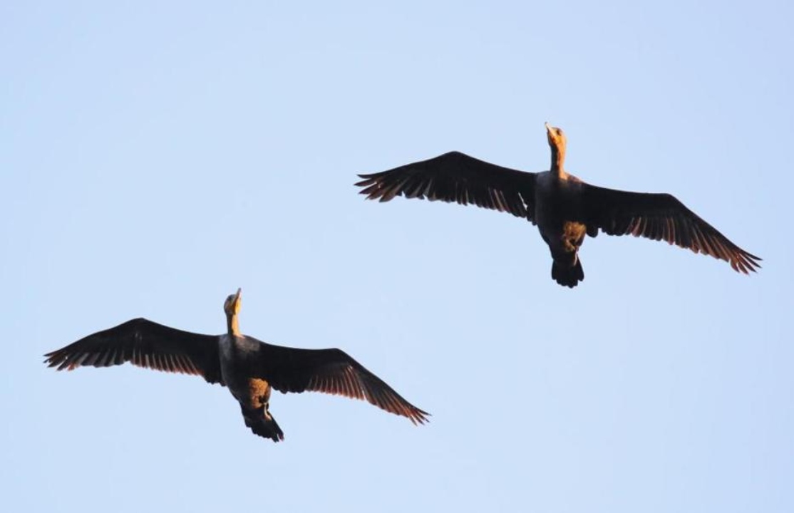 Birds flying under the influence in Minnesota town