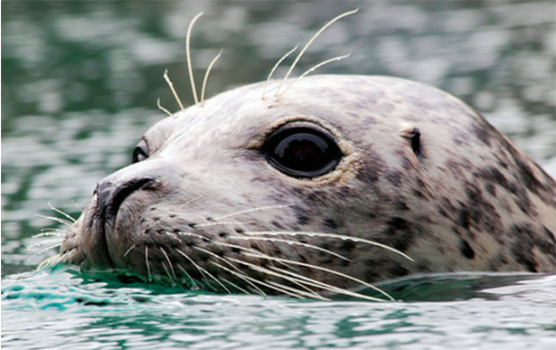 Baby harbor seals now on display at Point Defiance Zoo – KIRO 7 News ...