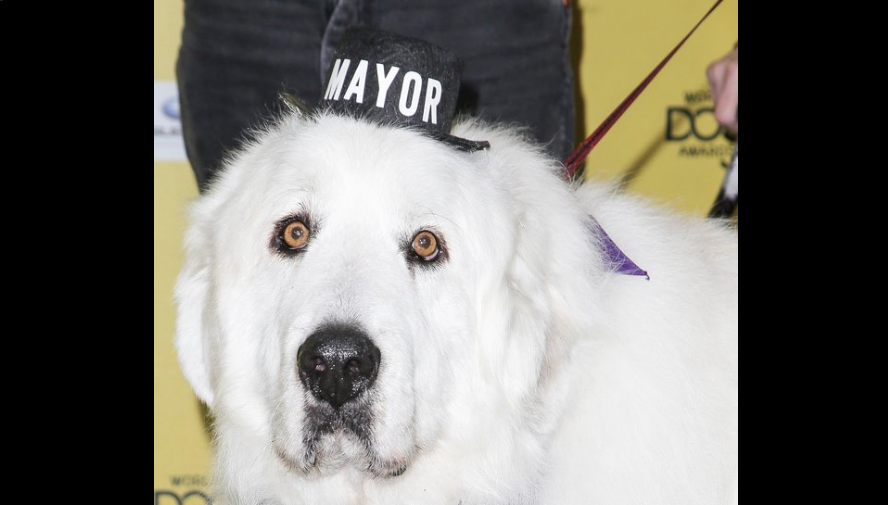 Minnesota dog elected mayor 3 times