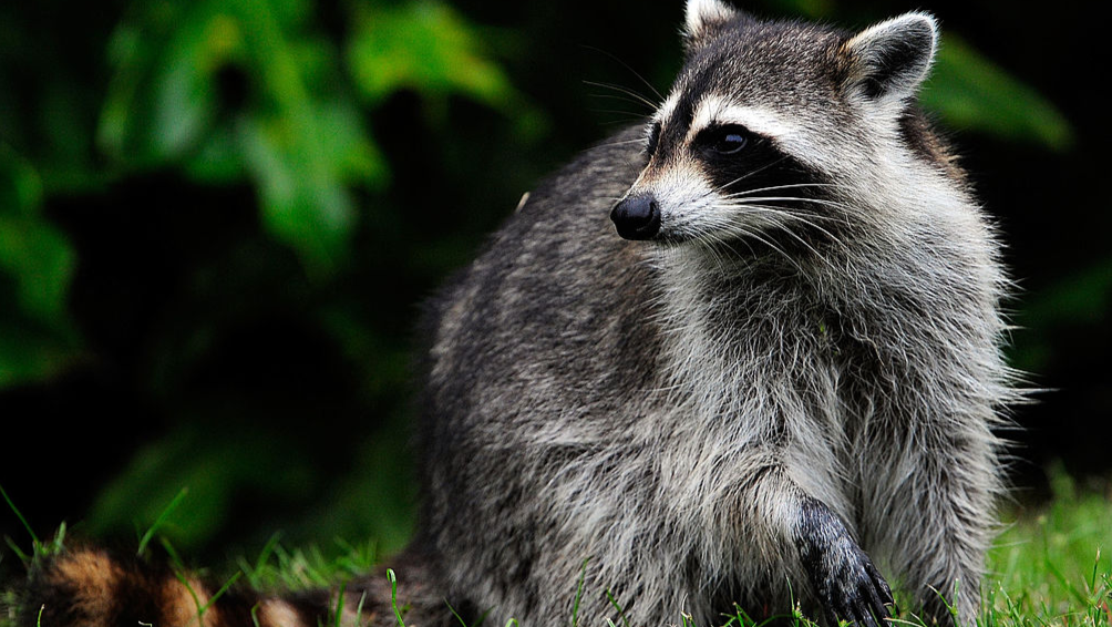 Florida raccoon trashes car, gives birth in the back seat – Boston 25 News