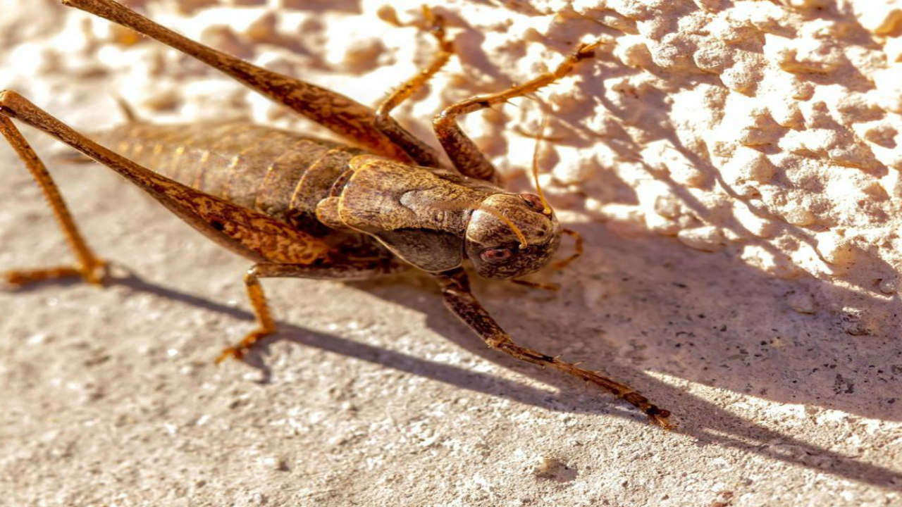 Thieves steal more than $40,000 worth of insects from museum – WSOC TV