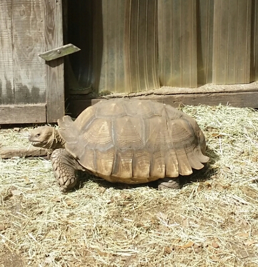 90 pound pet tortoise Flash ran away, Jacksonville family says – Action ...