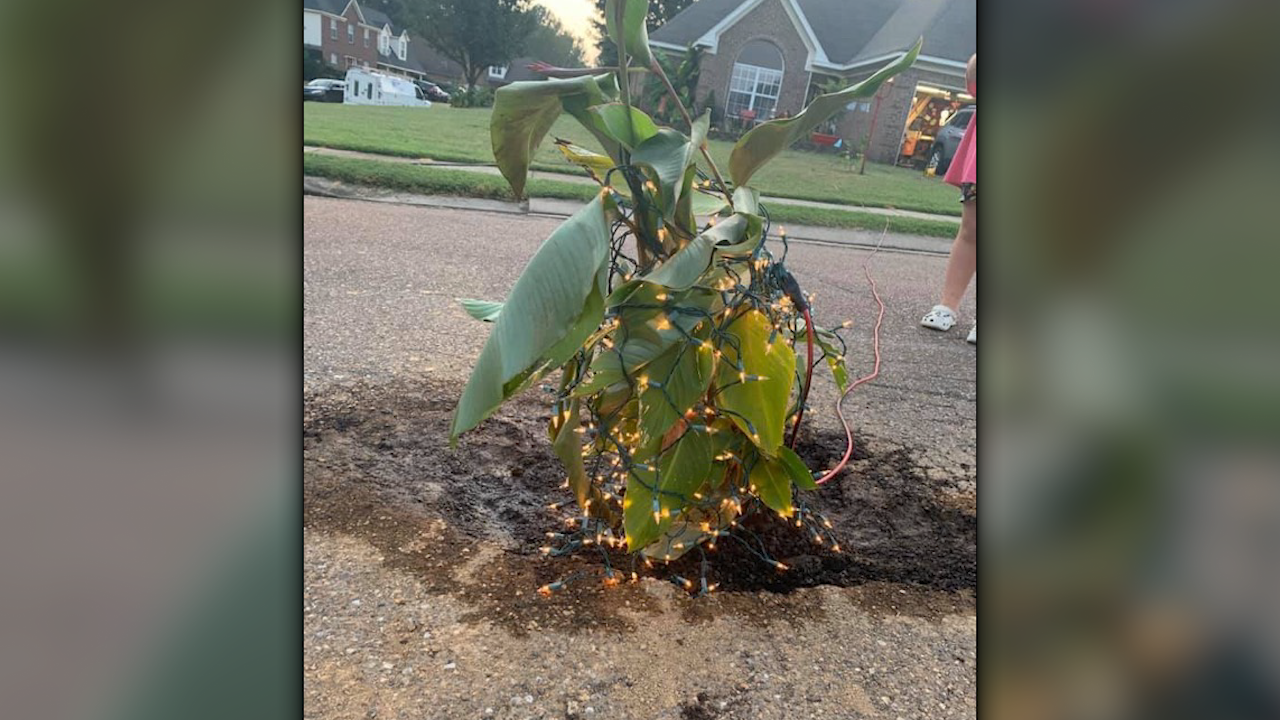 Fed-up neighbors plant banana tree in oversized pothole – Boston 25 News