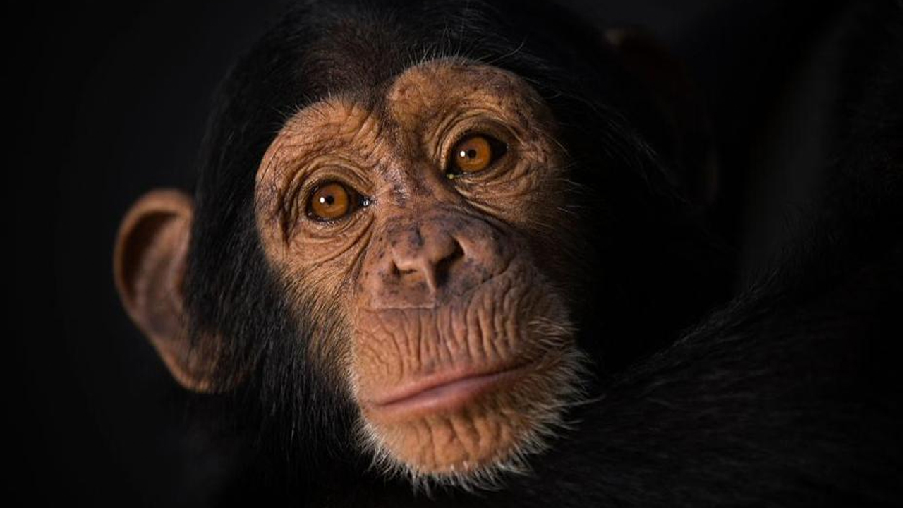 Chimpanzee excited when reunited with couple who raised him, video ...