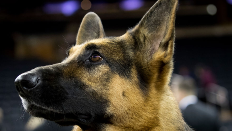 Family returns to blood spattered house after guard dog attacks intruder