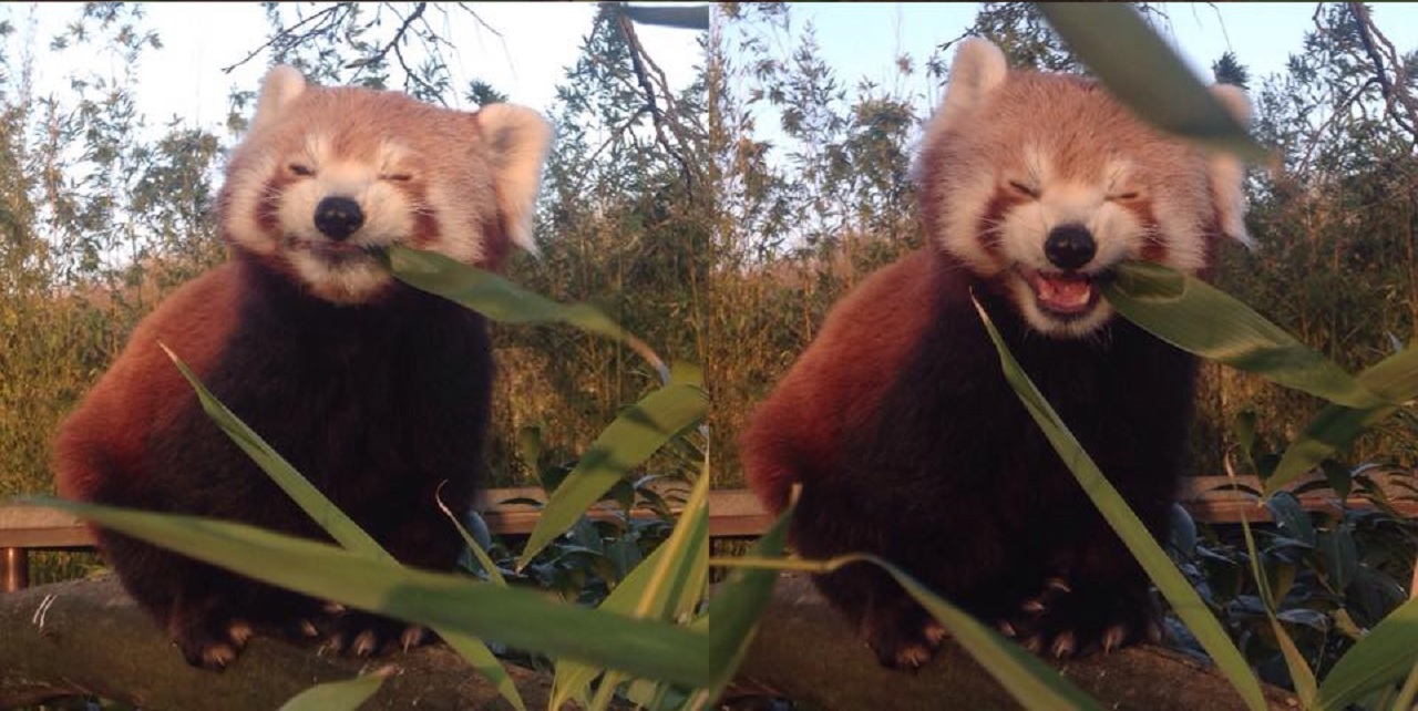 This red panda really loves bamboo – Boston 25 News