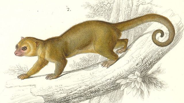 9 things to know: What are kinkajous and where do they come from?