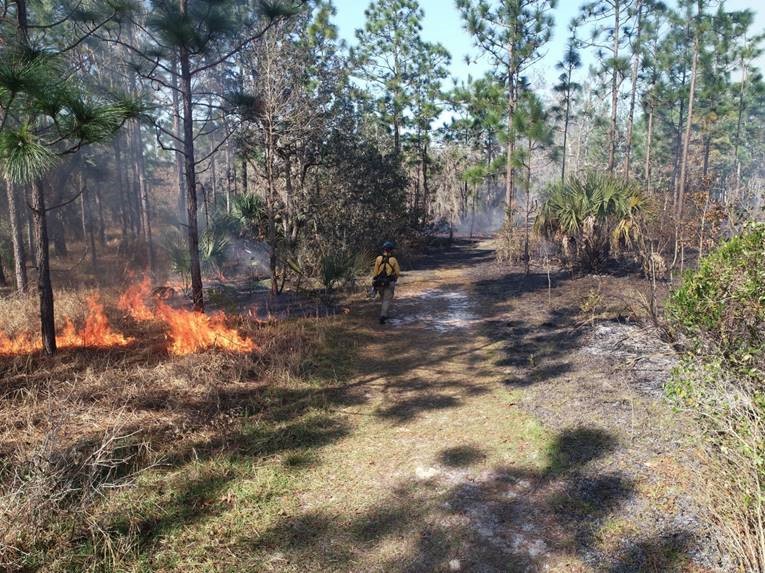 See smoke? Another day with controlled fires across Central Florida – WFTV