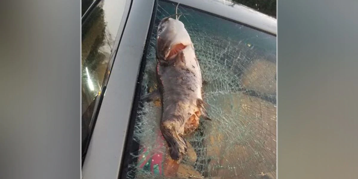 Bird drops catfish that hits NC driver, cracking windshield