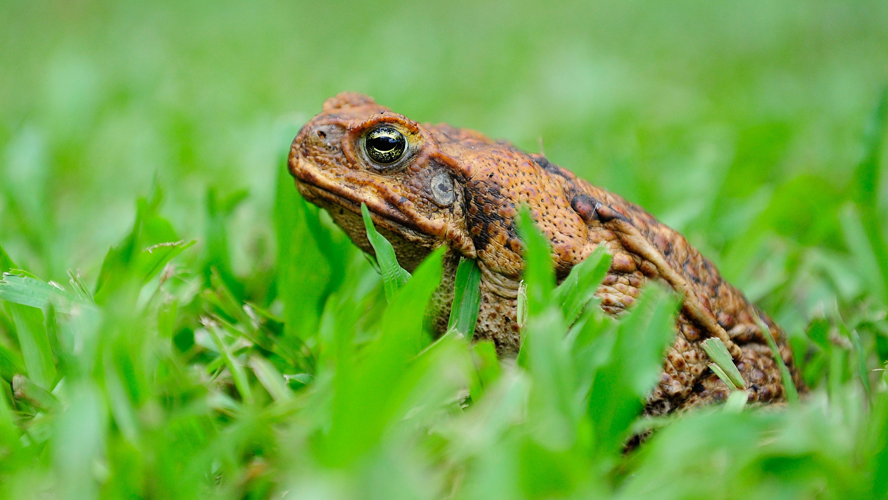 Photo shows cane toads appearing to catch a ride on python – WPXI