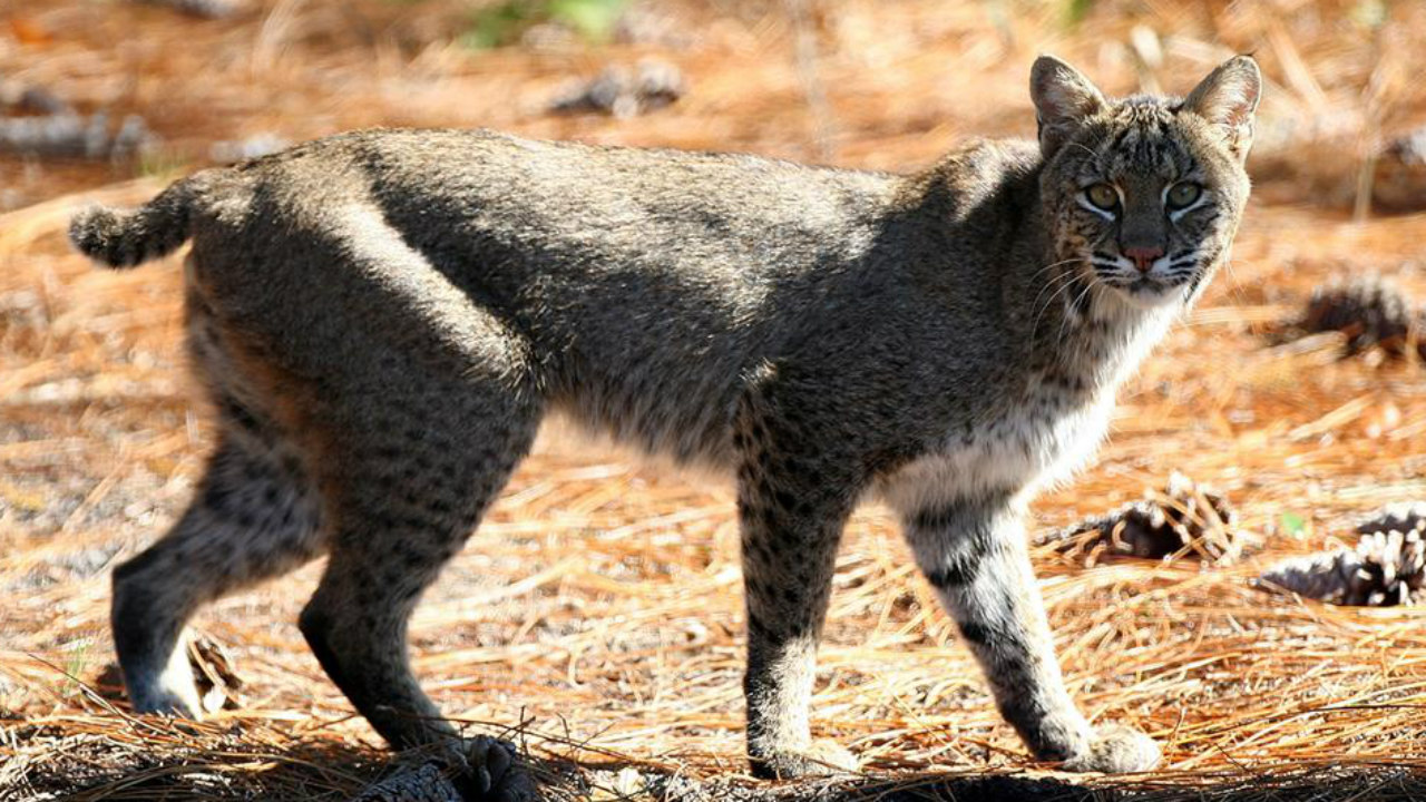 Indiana couple finds bobcat sleeping on front porch – WSOC TV