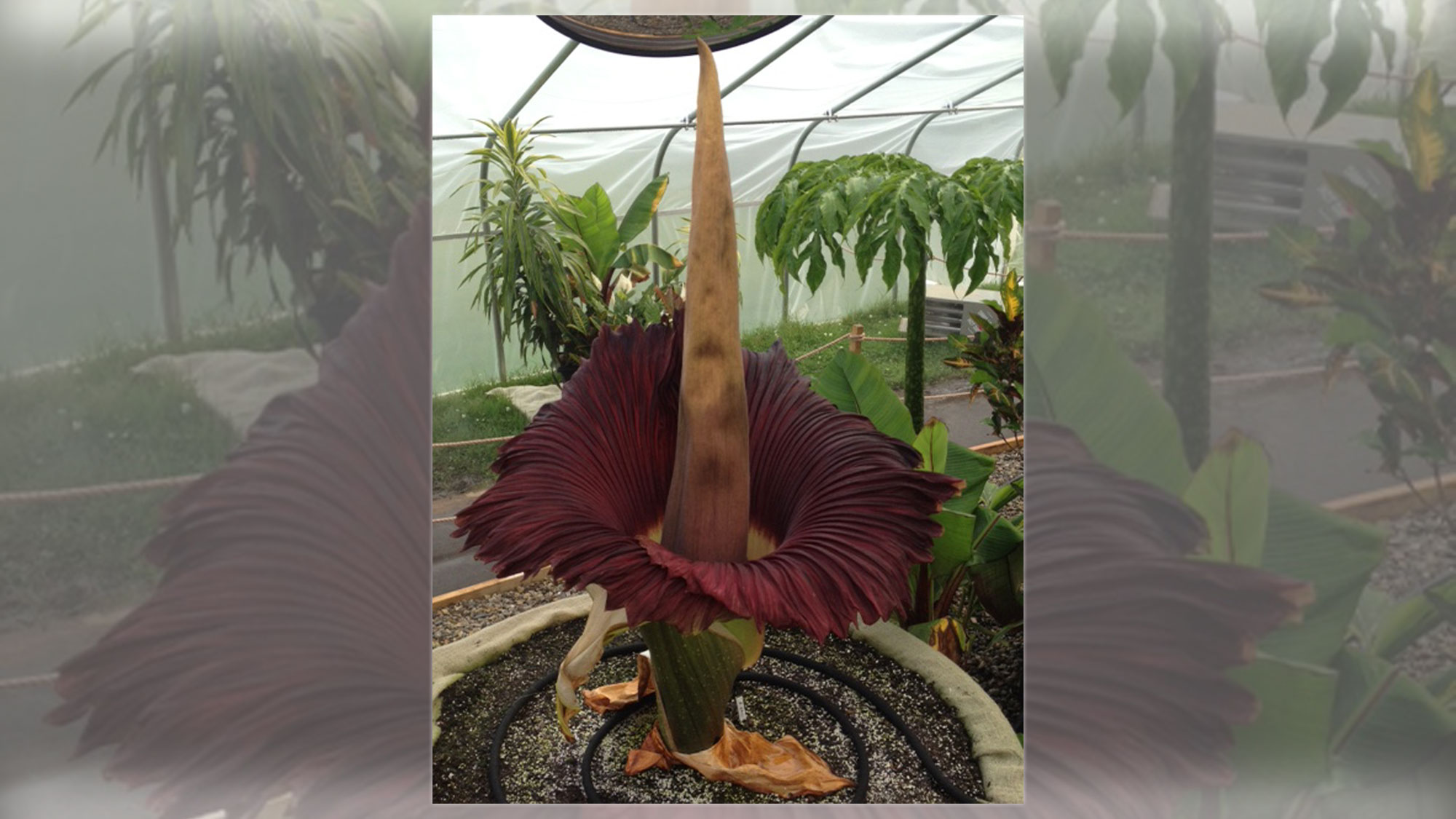 Corpse flower at Franklin Park Zoo expected to bloom Wednesday – Boston ...