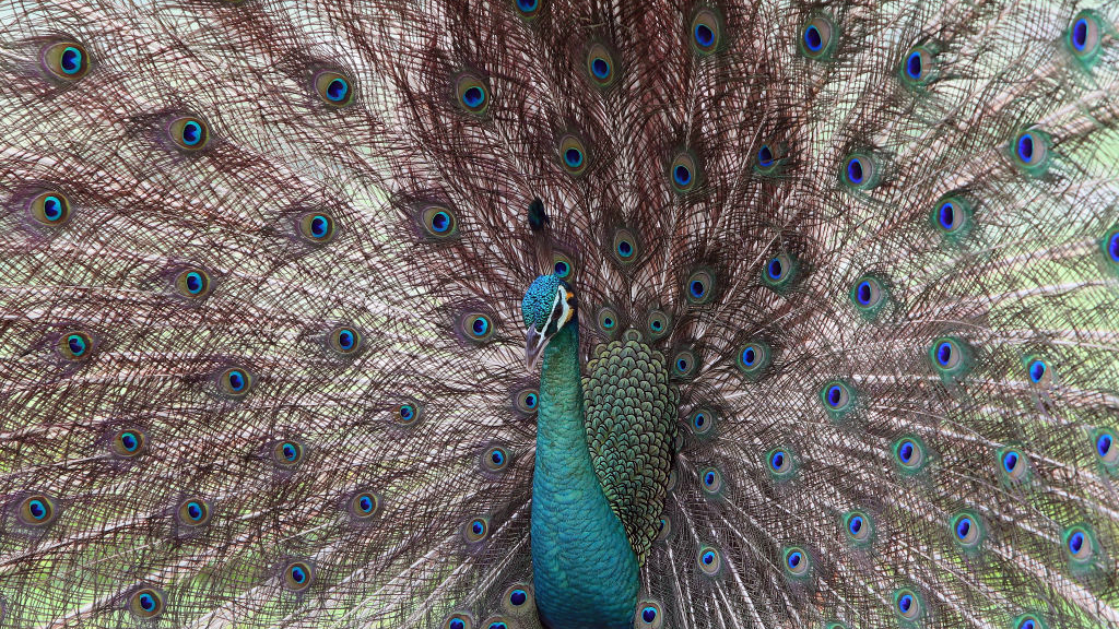 Pet peacock runs off, joins flock of turkeys; owner perplexed – WPXI