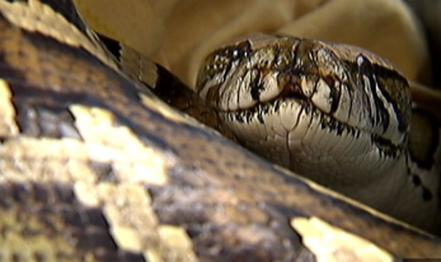 Fugitive python caught after biting person in Plymouth