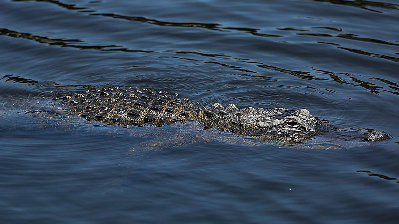 Florida man fights to keep pizza-eating pet gator – WSOC TV