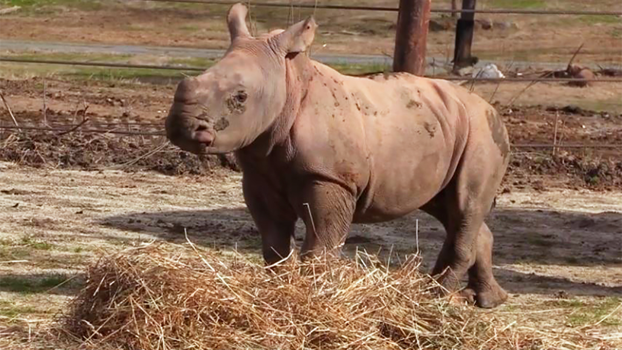 CUTE ALERT: North Carolina Zoo’s newest addition ‘learning how to rhino ...