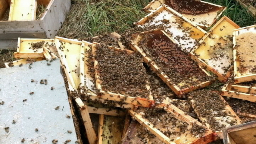 Beehives fall prey to hungry bear – KIRO 7 News Seattle