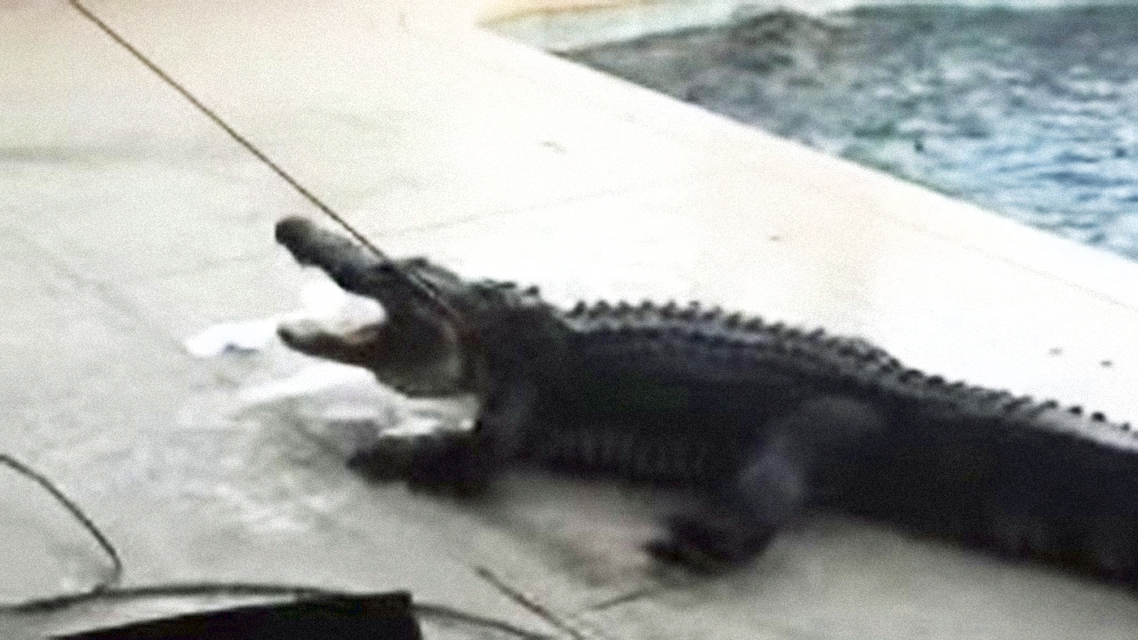 Florida family finds huge gator in pool – Boston 25 News