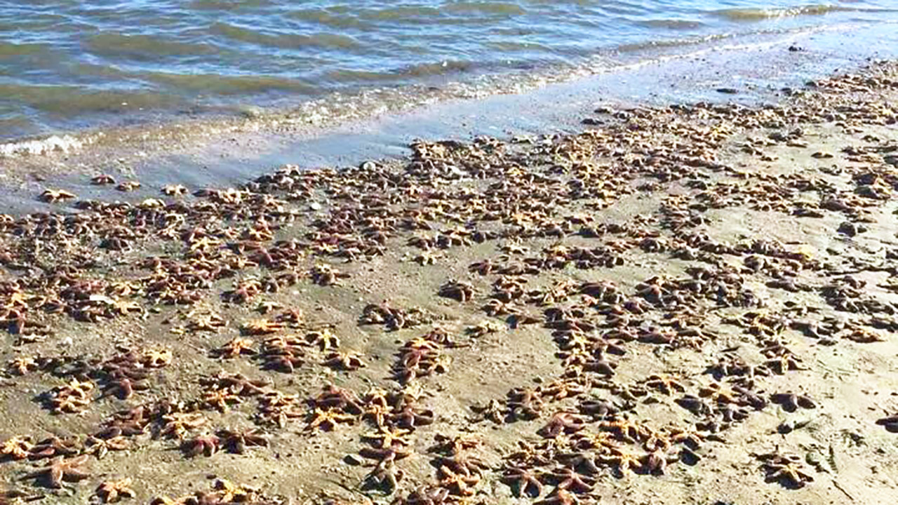 More than 1,000 starfish wash up on South Carolina beaches – WSOC TV