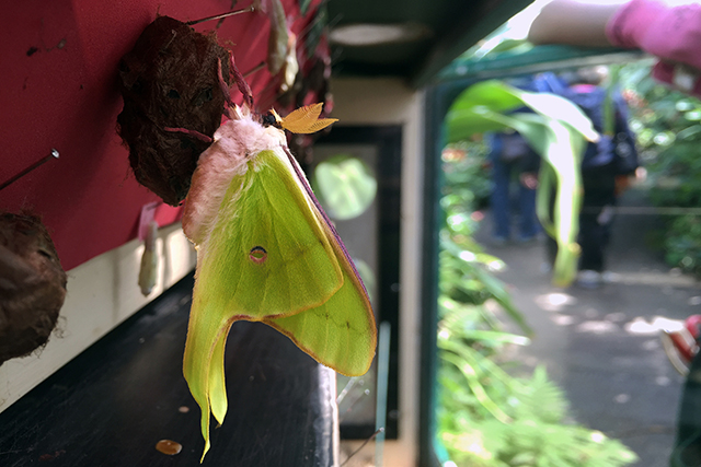 MUST SEE: Rare luna moths on exhibit at Phipps Conservatory – WPXI