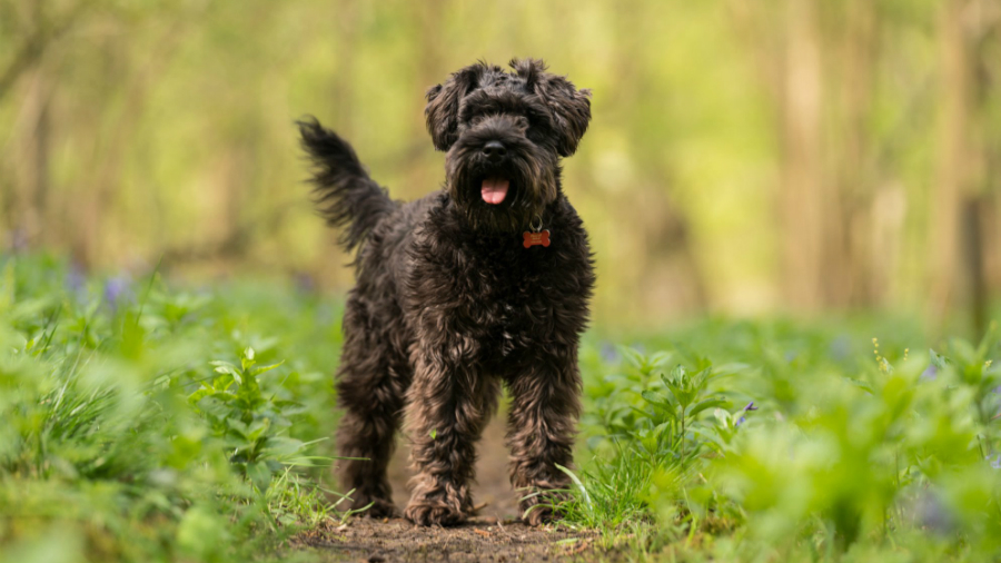Jeff Bezos helps reunite Amazon customer with stolen dog – KIRO 7 News ...