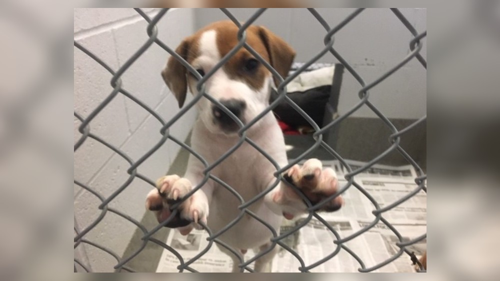 All adoptable dogs find new homes at SICSA’s Furry Black Friday event