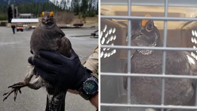 WDFW police: Overly aggressive grouse attacks firefighters during ...