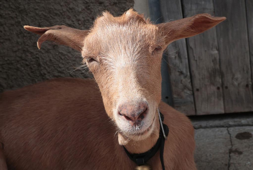 Men who blew marijuana smoke in goat's face charge with animal cruelty ...