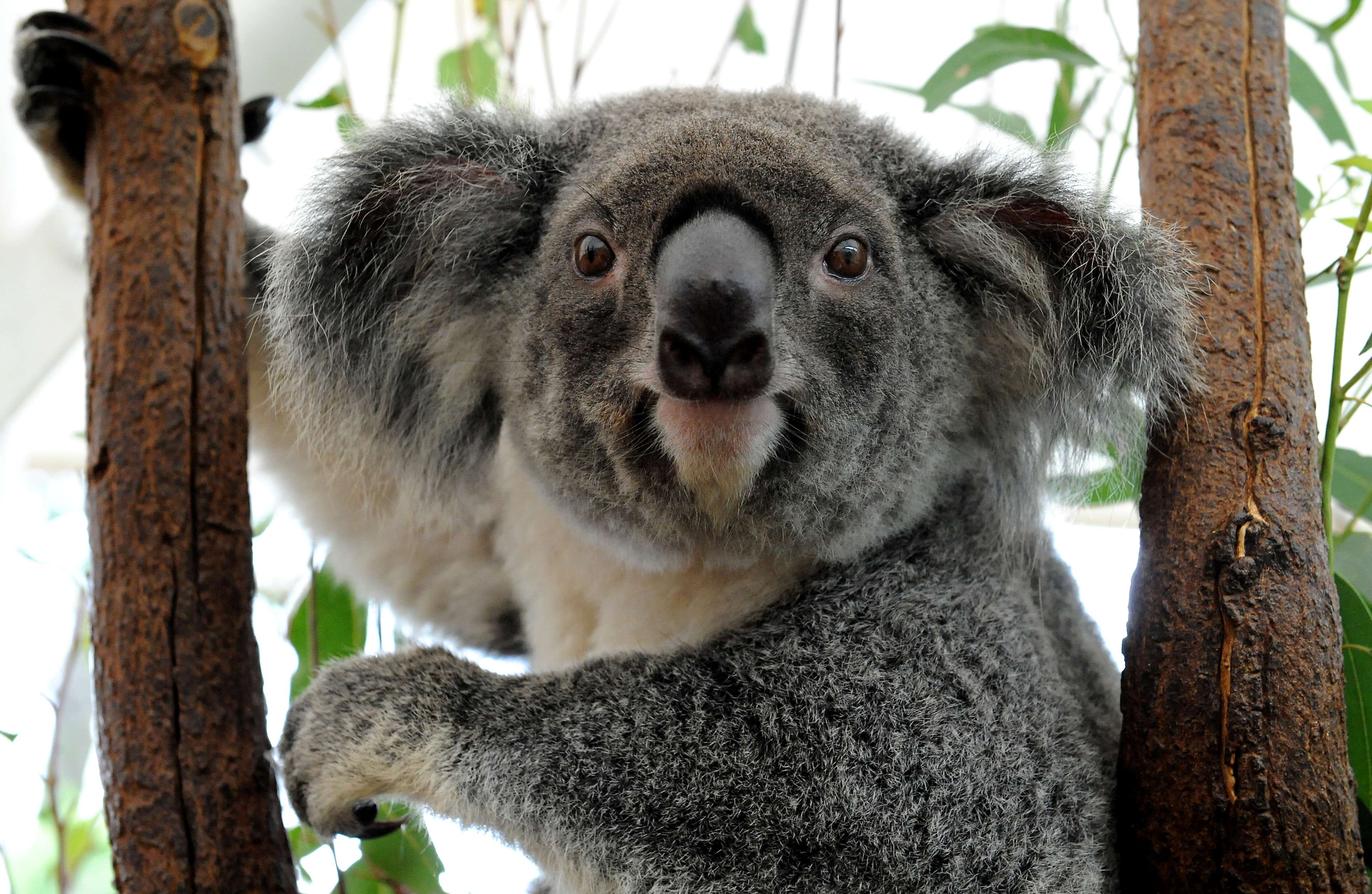 This curious koala stuck in a power station fence had to be rescued ...