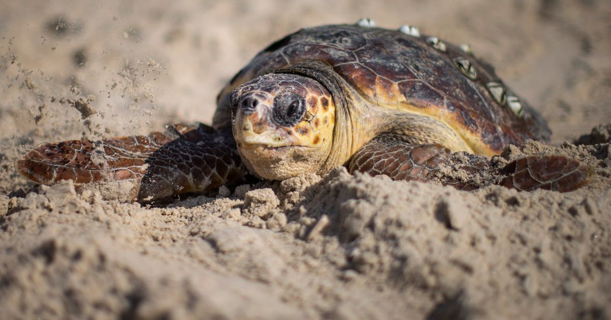 Organization asks public to help nesting sea turtles after SC beaches ...