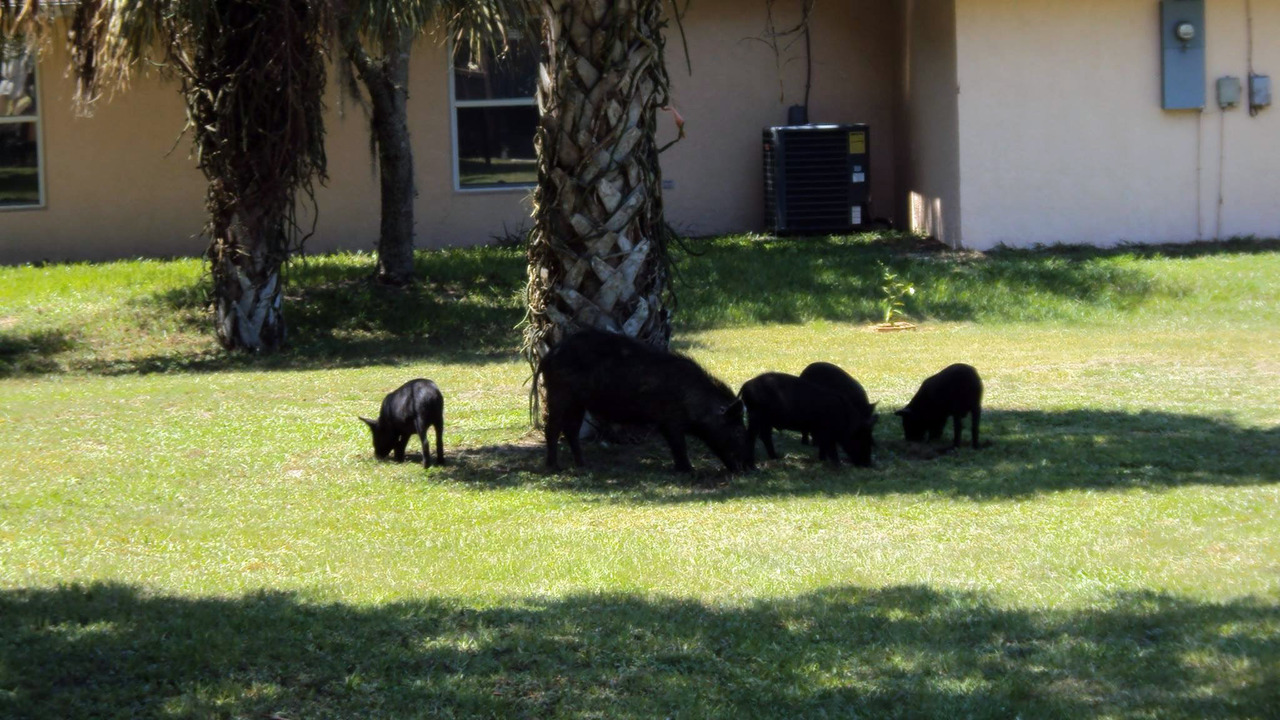 Feral pigs roaming Florida neighborhood – WSOC TV