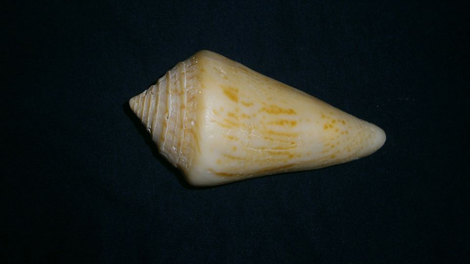 Mysterious shell washes up on shore of the Outer Banks