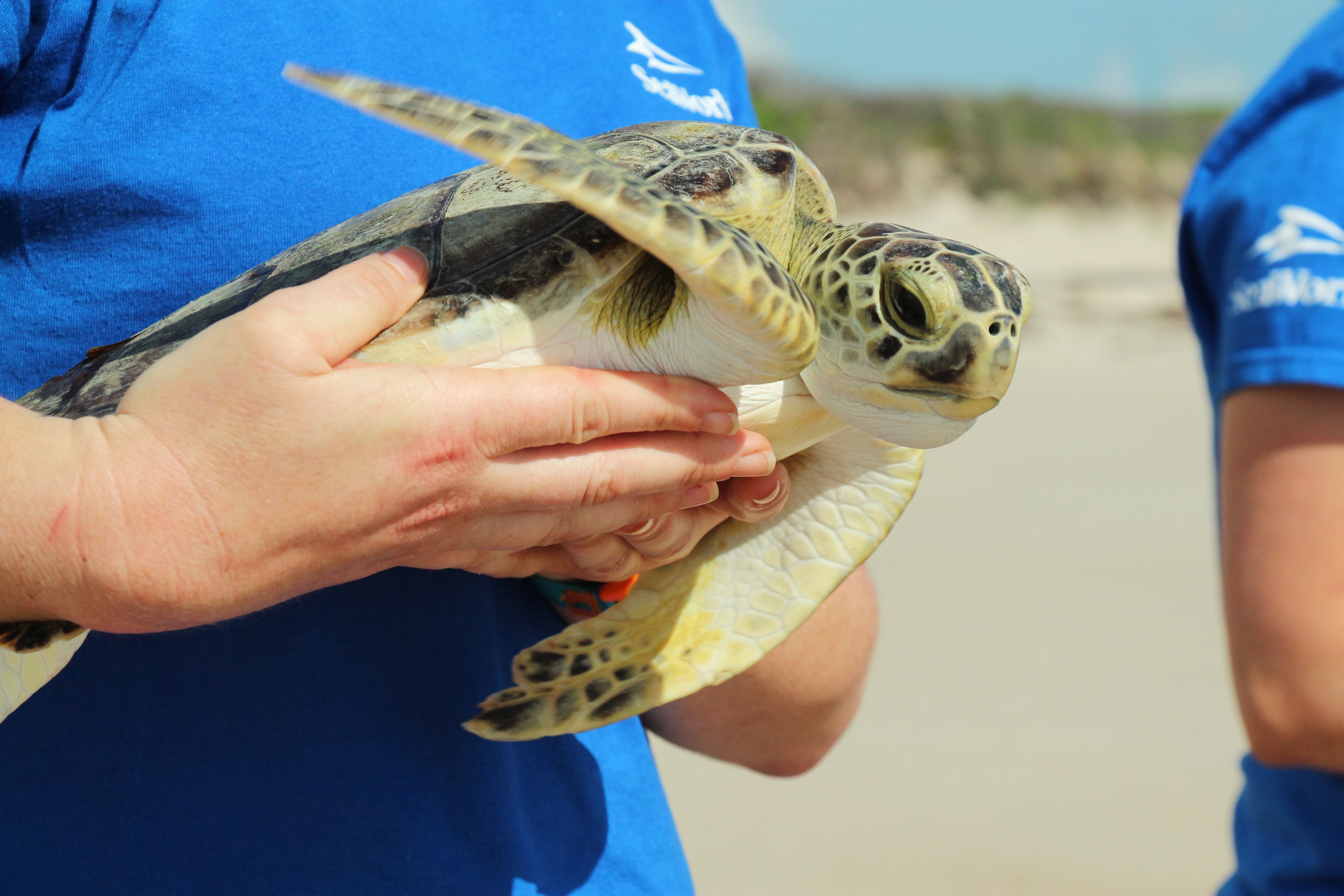 A day after World Turtle Day, SeaWorld releases 4 sea turtles into the ...
