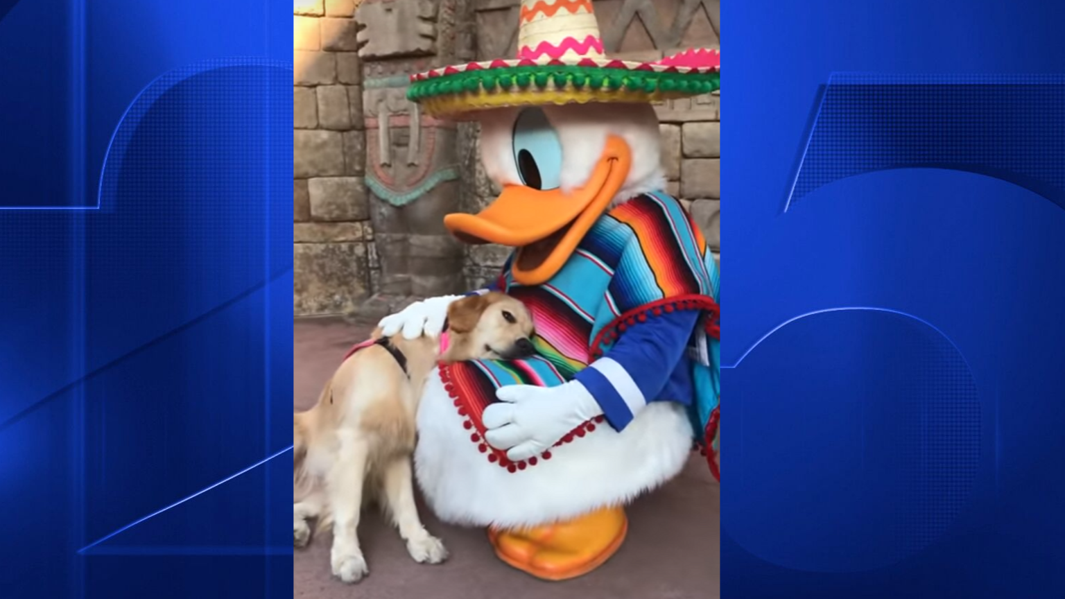 Service dog falls in love with Donald Duck at Walt Disney World ...