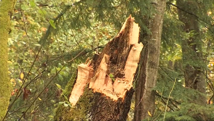4-year-old seriously injured by falling tree branch in West Seattle