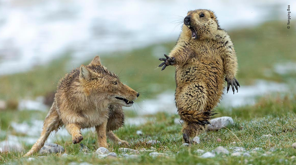Riveting: Photo of scared marmot battling fox wins Wildlife ...