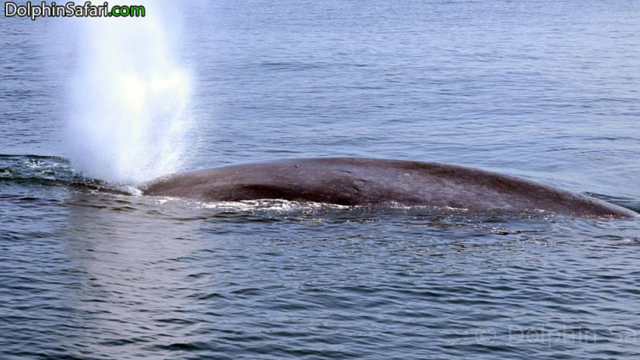 Blue Whale trapped in fishing gear prompts rescue effort – KIRO 7 News ...