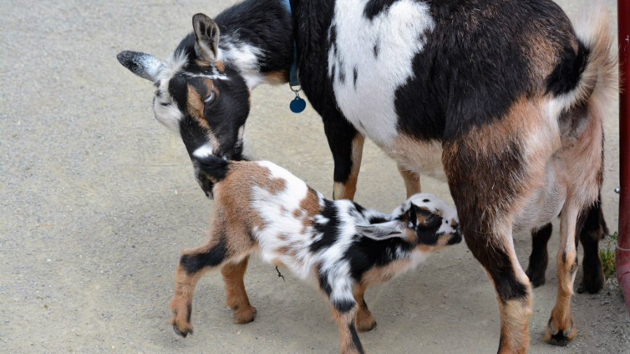 Twin sister Nigerian dwarf goats born at Point Defiance Zoo & Aquarium ...